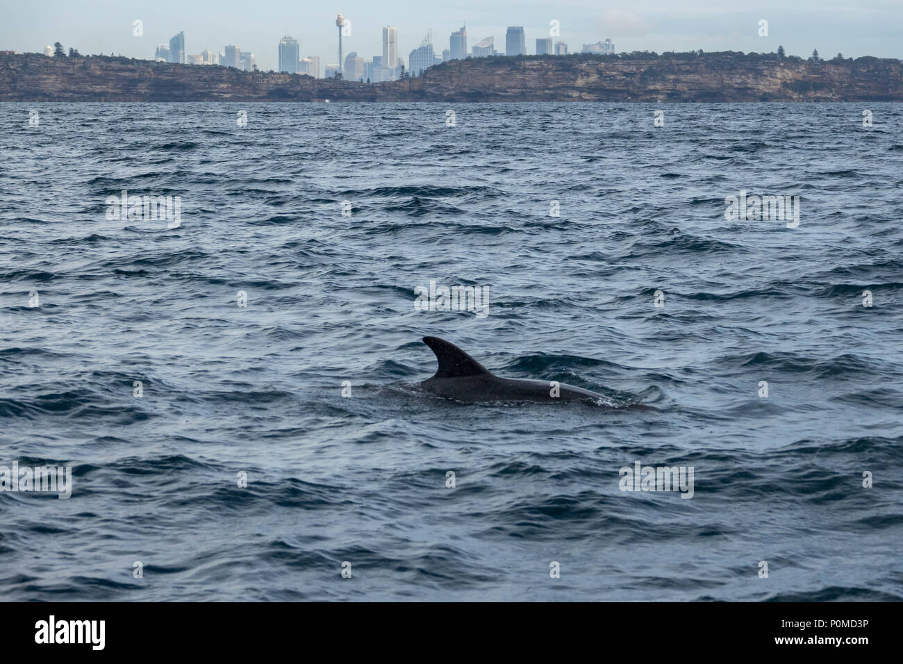 Bottlenose dolphins in front of Sydney Heads, Sydney Harbour National ...