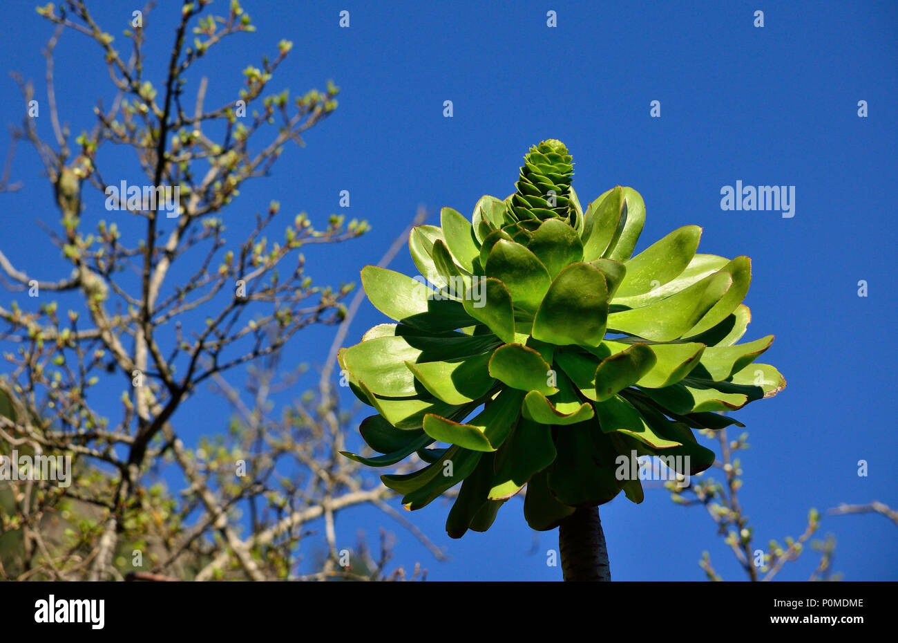 Giant aeonium in foreground and blue sky background, Gran canaria Stock ...