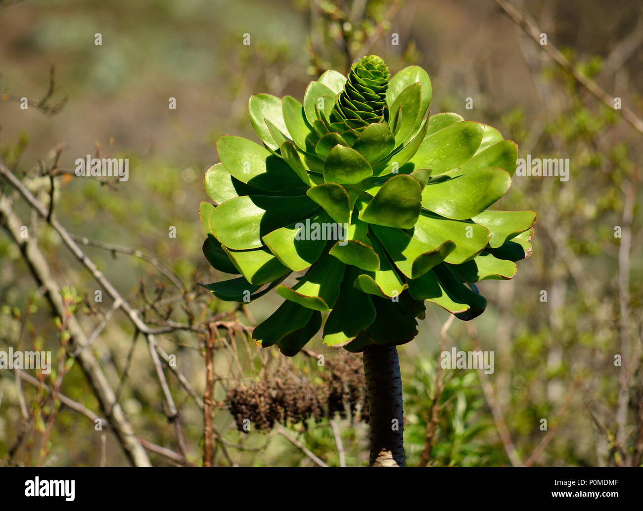 Giant aeonium in foreground, endemic wild plant of Canary islands Stock ...