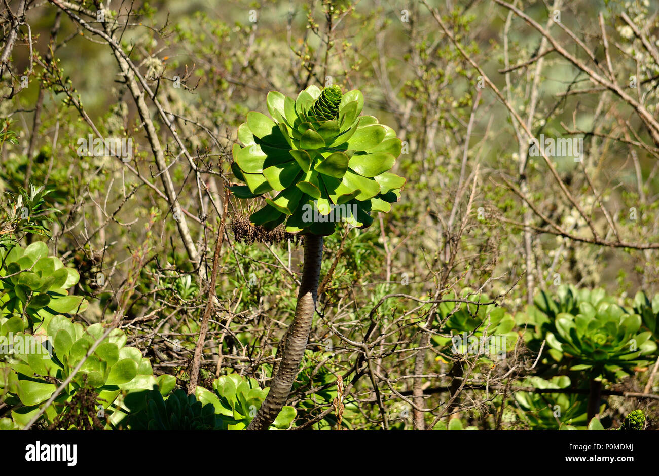 Giant aeonium, endemic wild plant of Canary islands Stock Photo - Alamy