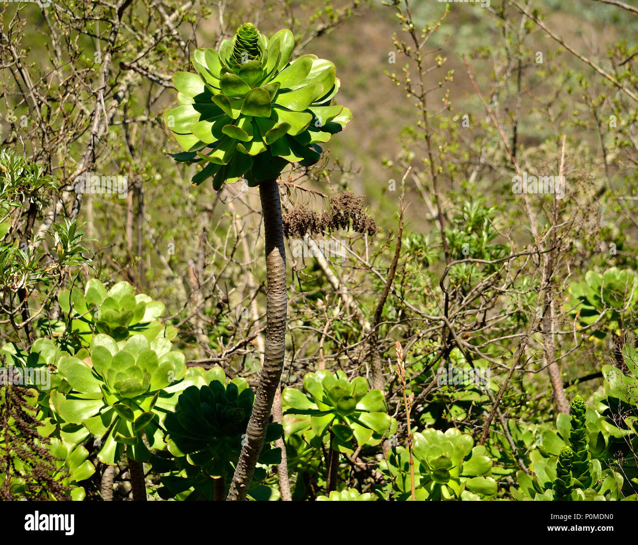 Giant aeonium of long stem, endemic plant of Canary islands Stock Photo ...
