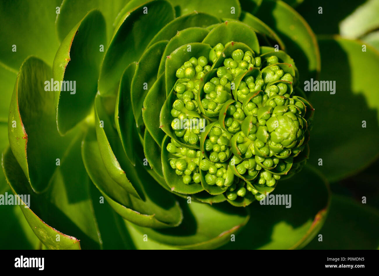 Giant aeonium hi-res stock photography and images - Alamy