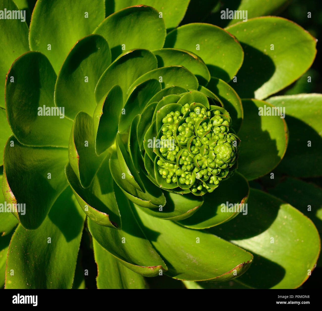 Flower head of giant aeonium in foreground, endemic plant of Canary ...