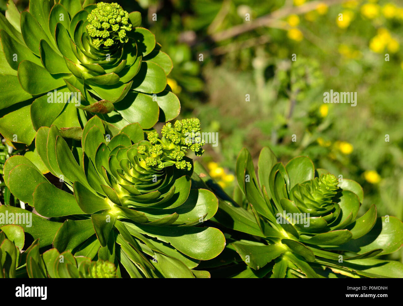 Group of giant aeonium beginning to bloom, endemic wild plants of ...