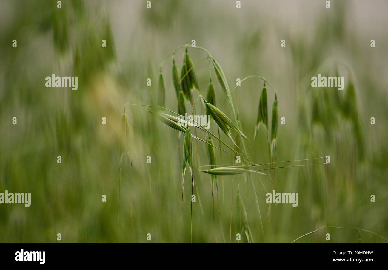 Amidst grasses hi-res stock photography and images - Alamy