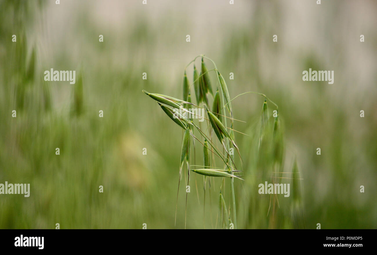 Prairie biodiversity hi-res stock photography and images - Alamy