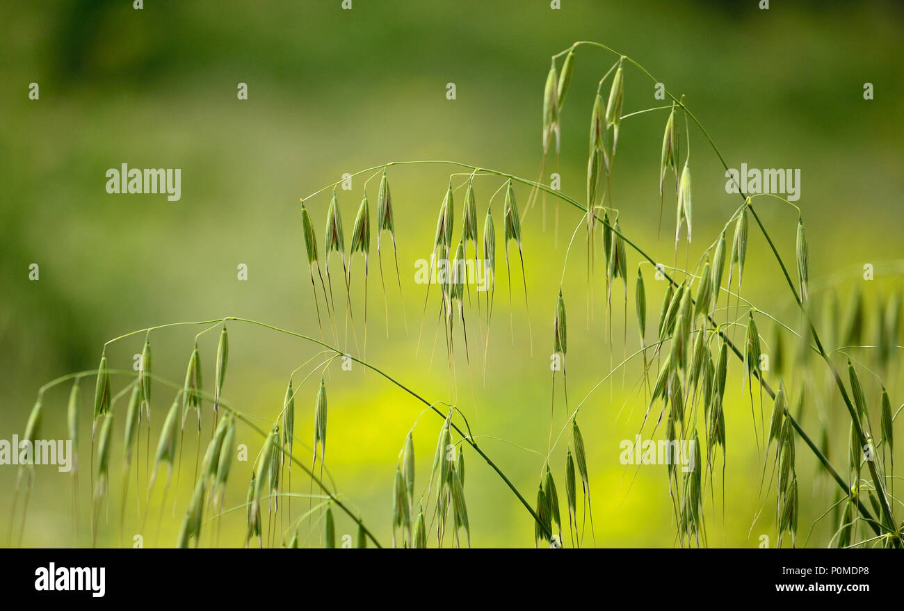 Thin twigs of green oats with many seeds Stock Photo - Alamy