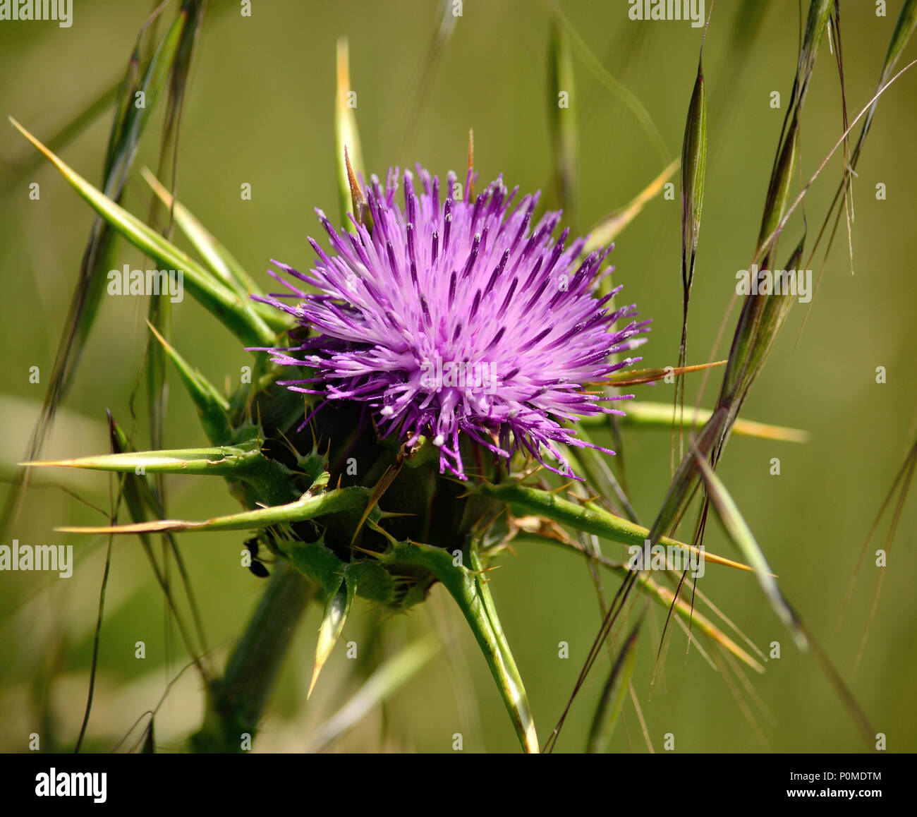 Oat thistle hi-res stock photography and images - Alamy