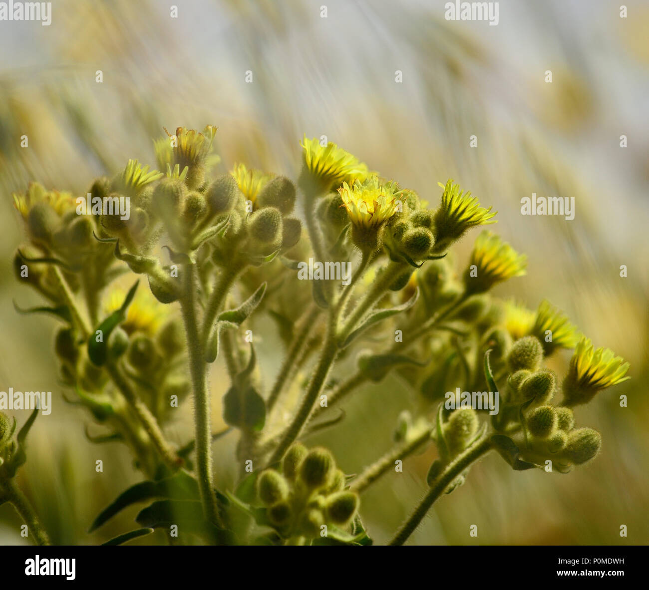 Senecio species yellow flowers hi-res stock photography and images - Alamy