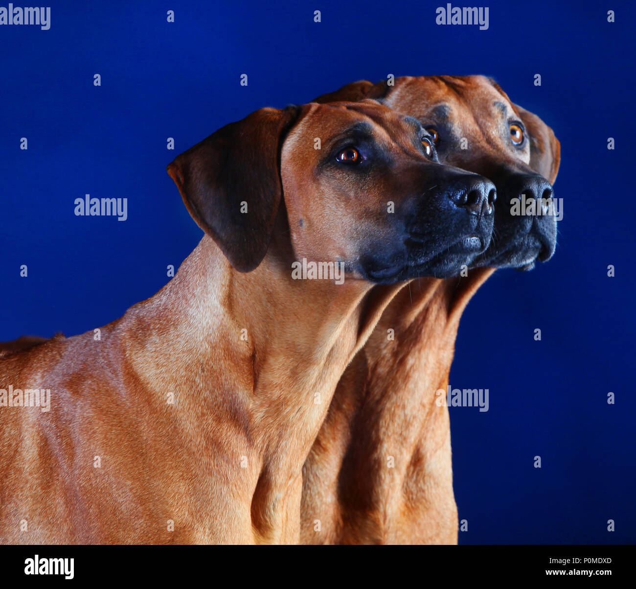 Couple of Rhodesian ridgeback dog portrait in studio with blue ...