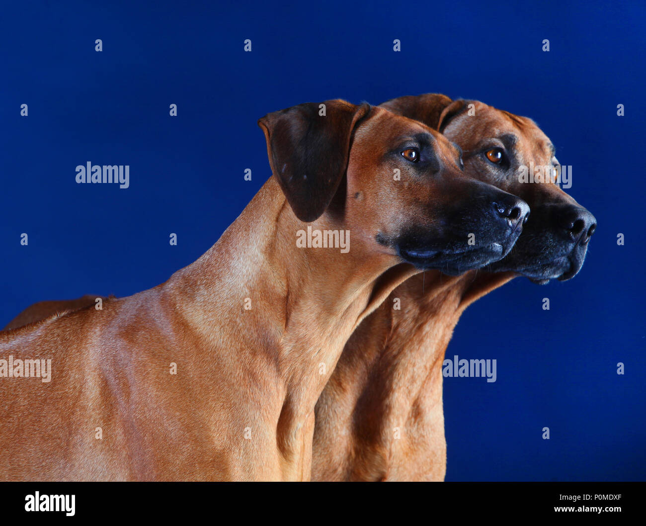 Couple of Rhodesian ridgeback dog portrait in studio with blue ...