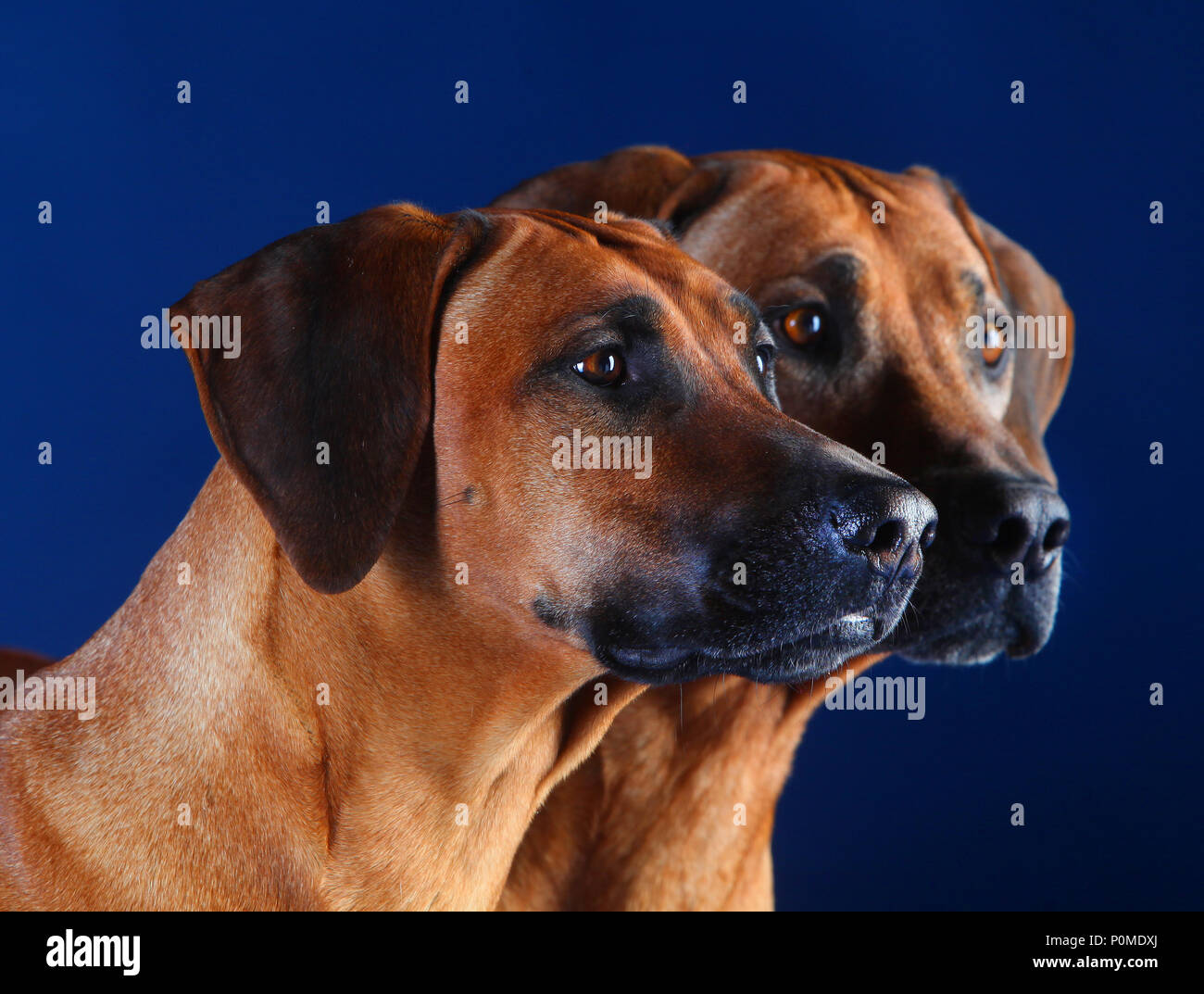 Rhodesian Ridge High Resolution Stock Photography and Images - Alamy