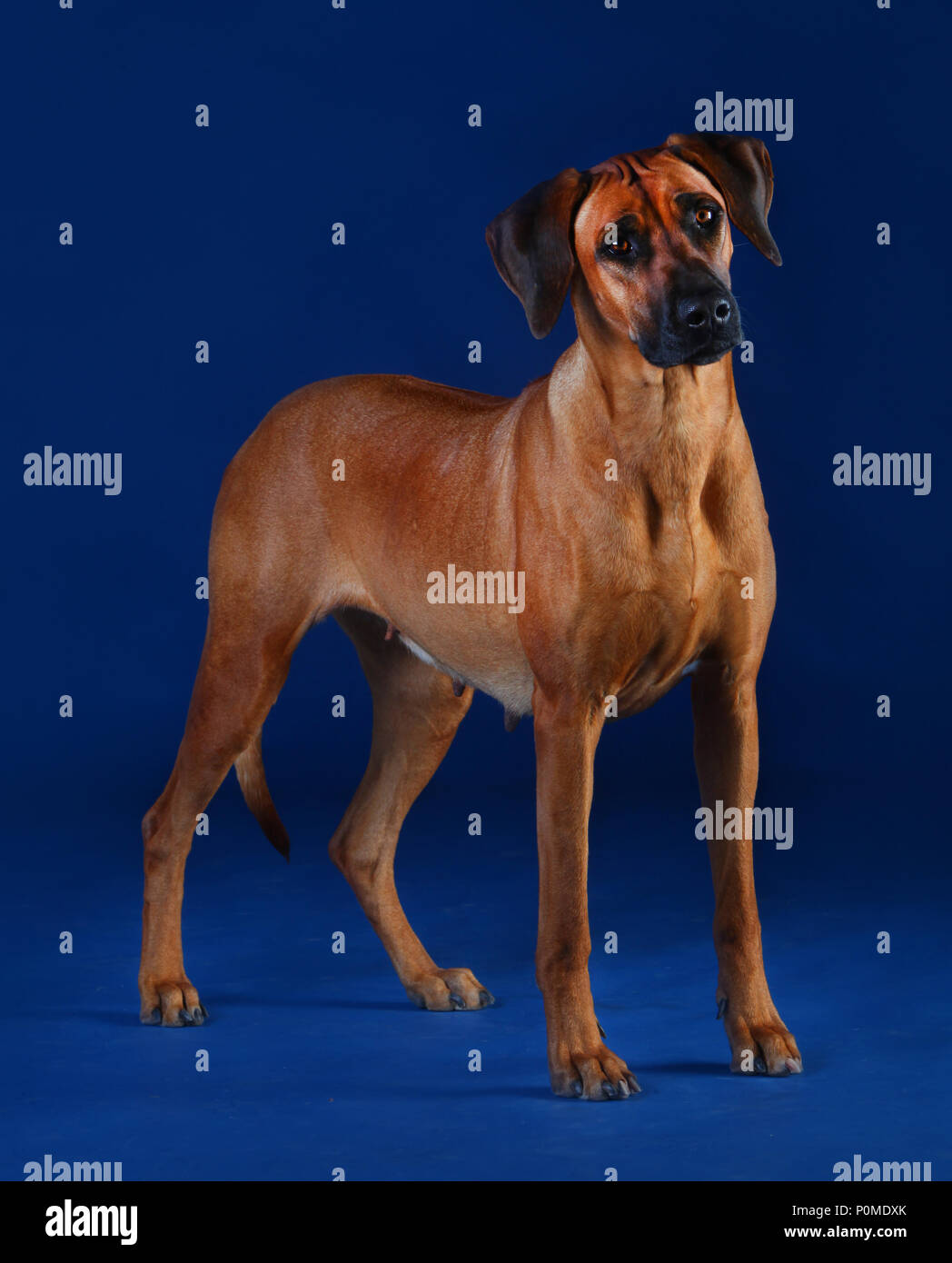 Rhodesian ridgeback dog portrait in studio with blue background Stock ...