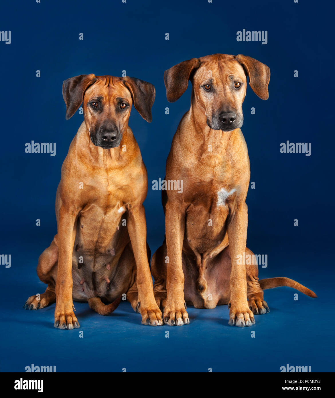 Rhodesian ridgeback africa hi-res stock photography and images - Alamy