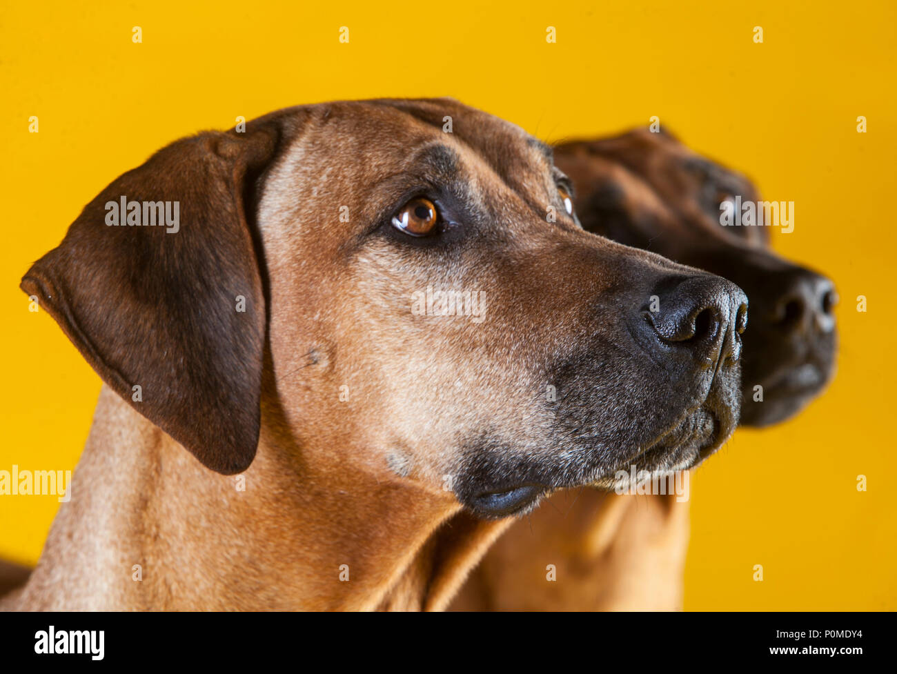 Couple of Rhodesian ridgeback dog portrait in studio with yellow ...