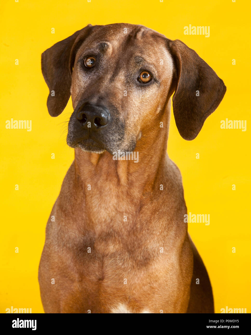 Rhodesian ridgeback portrait in studio with yellow background Stock ...