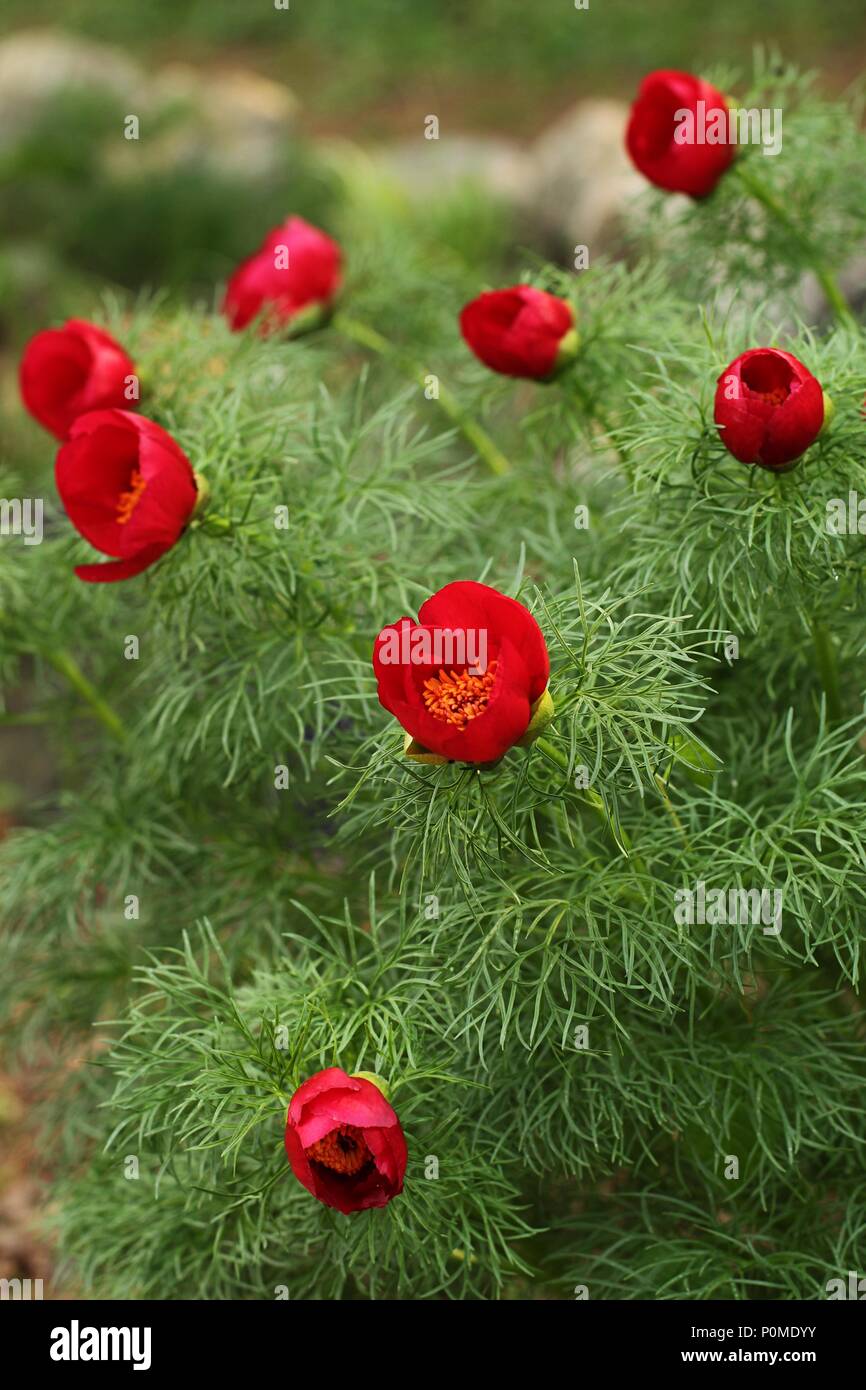 Flower of red wild species of fine leaved peony (Paeonia tenuifolia ...
