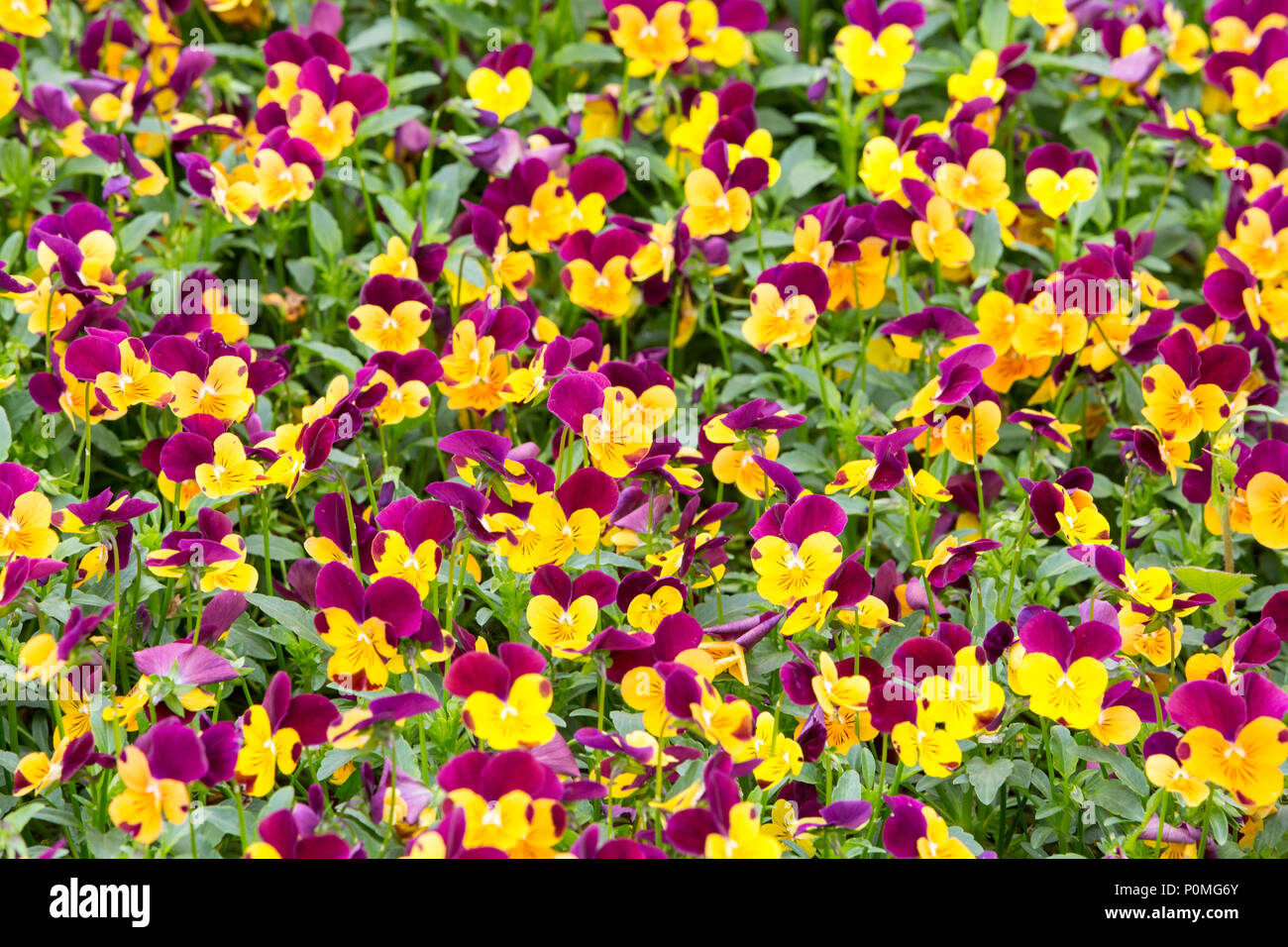 Violas viola hi-res stock photography and images - Alamy