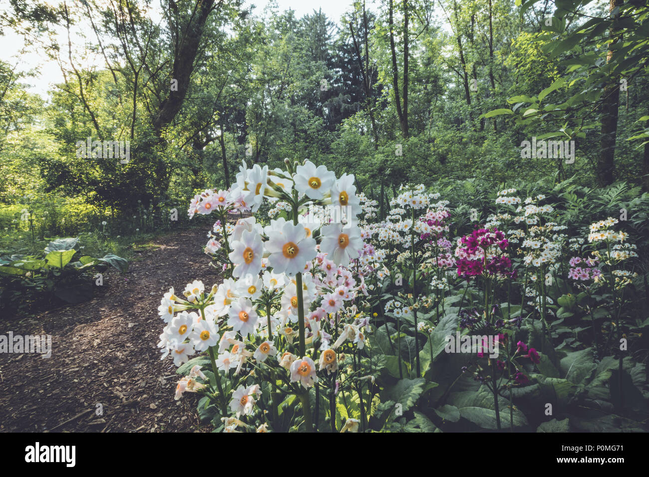 Japanese Primrose (Primula japonica) along a nature trail at Ringwood ...