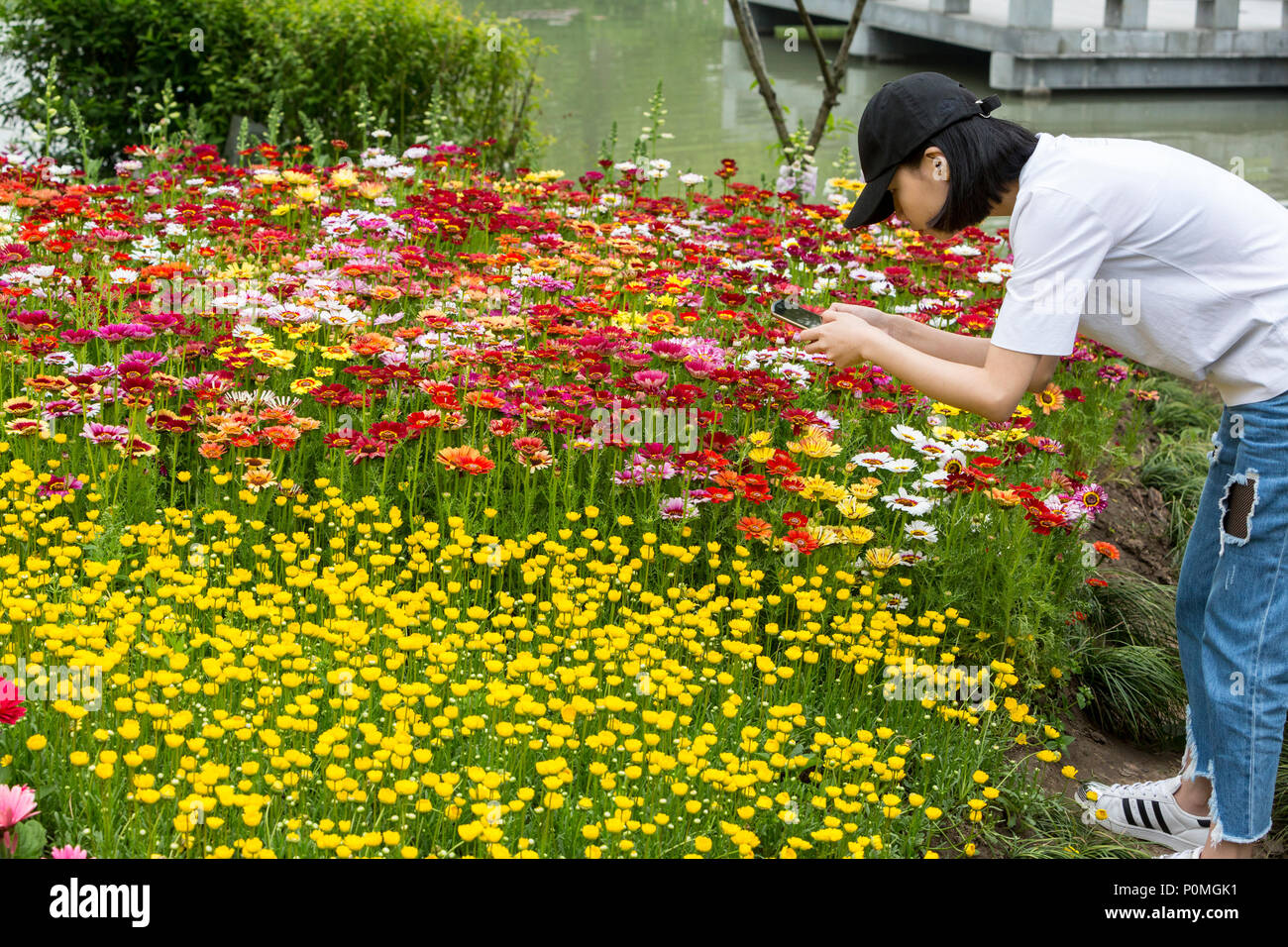 Chinese Flowers Plant