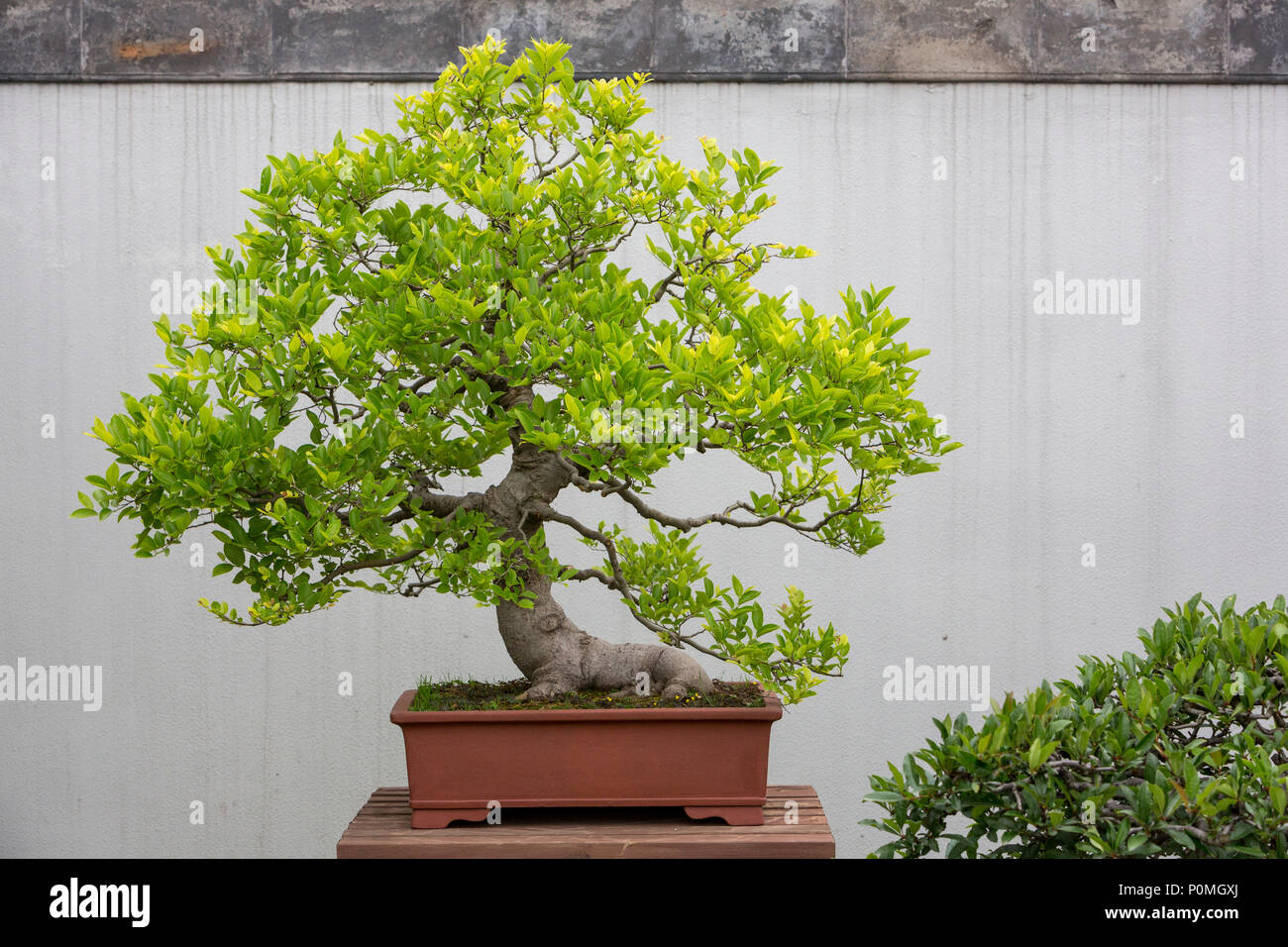 Penjing bonsai hi-res stock photography and images - Alamy