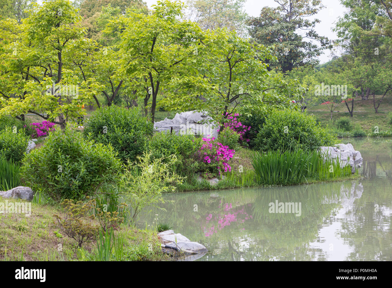 Penjing bonsai trees hi-res stock photography and images - Alamy