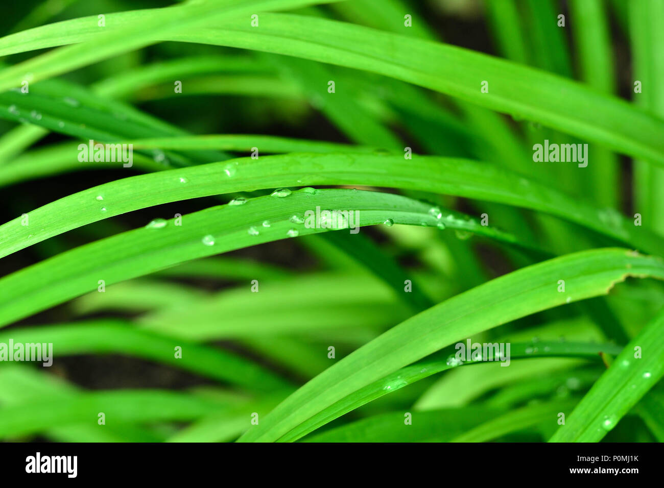Green grass abstract Stock Photo - Alamy