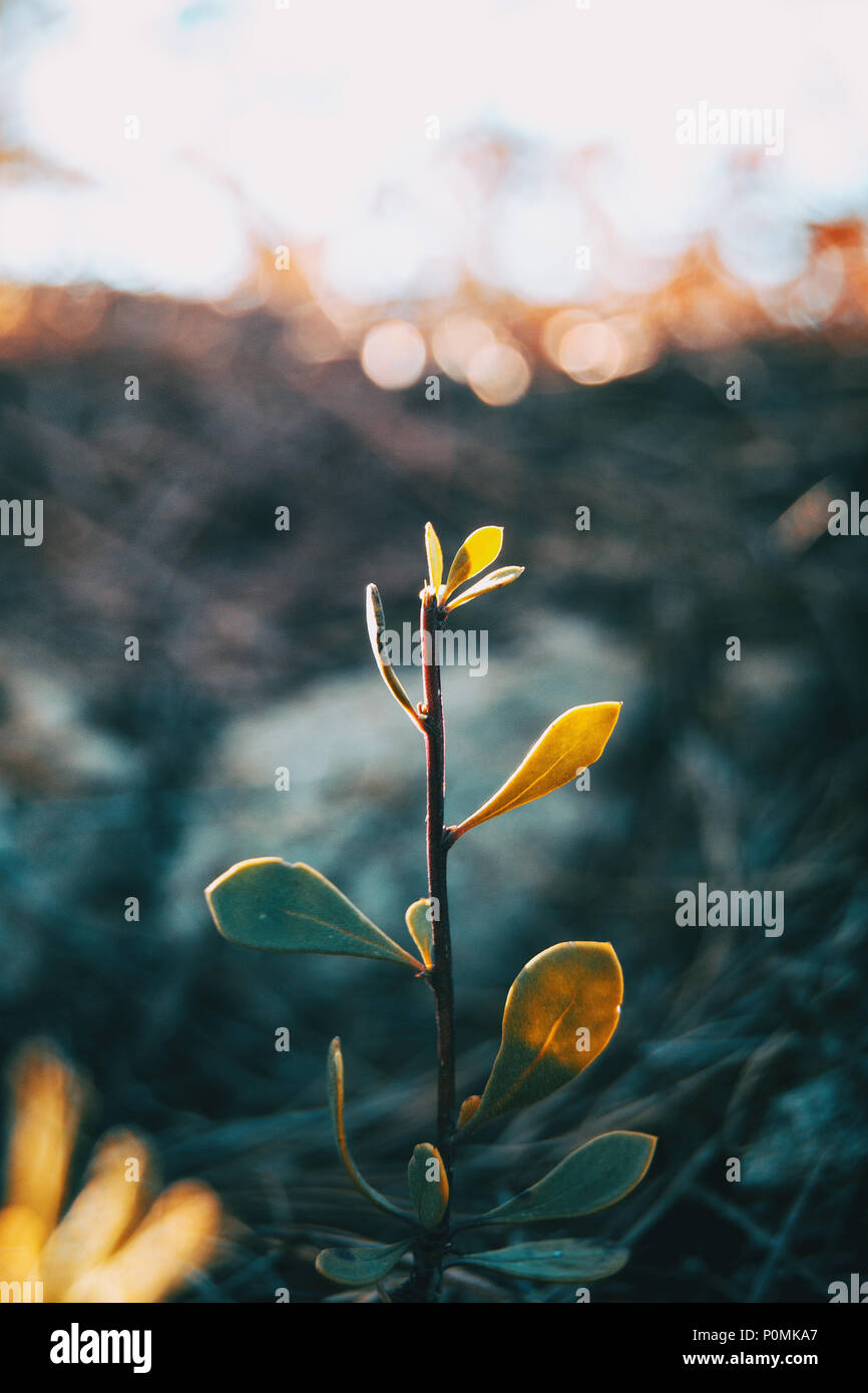 Stalk of plant isolated with a sunlight Stock Photo - Alamy