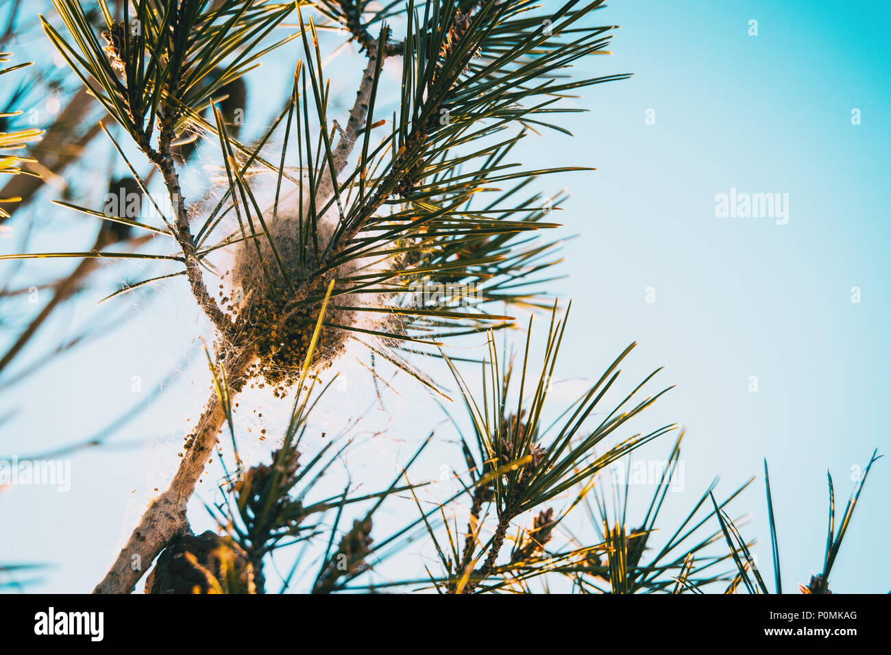 Processionary caterpillar nest on pine tree hi-res stock photography ...