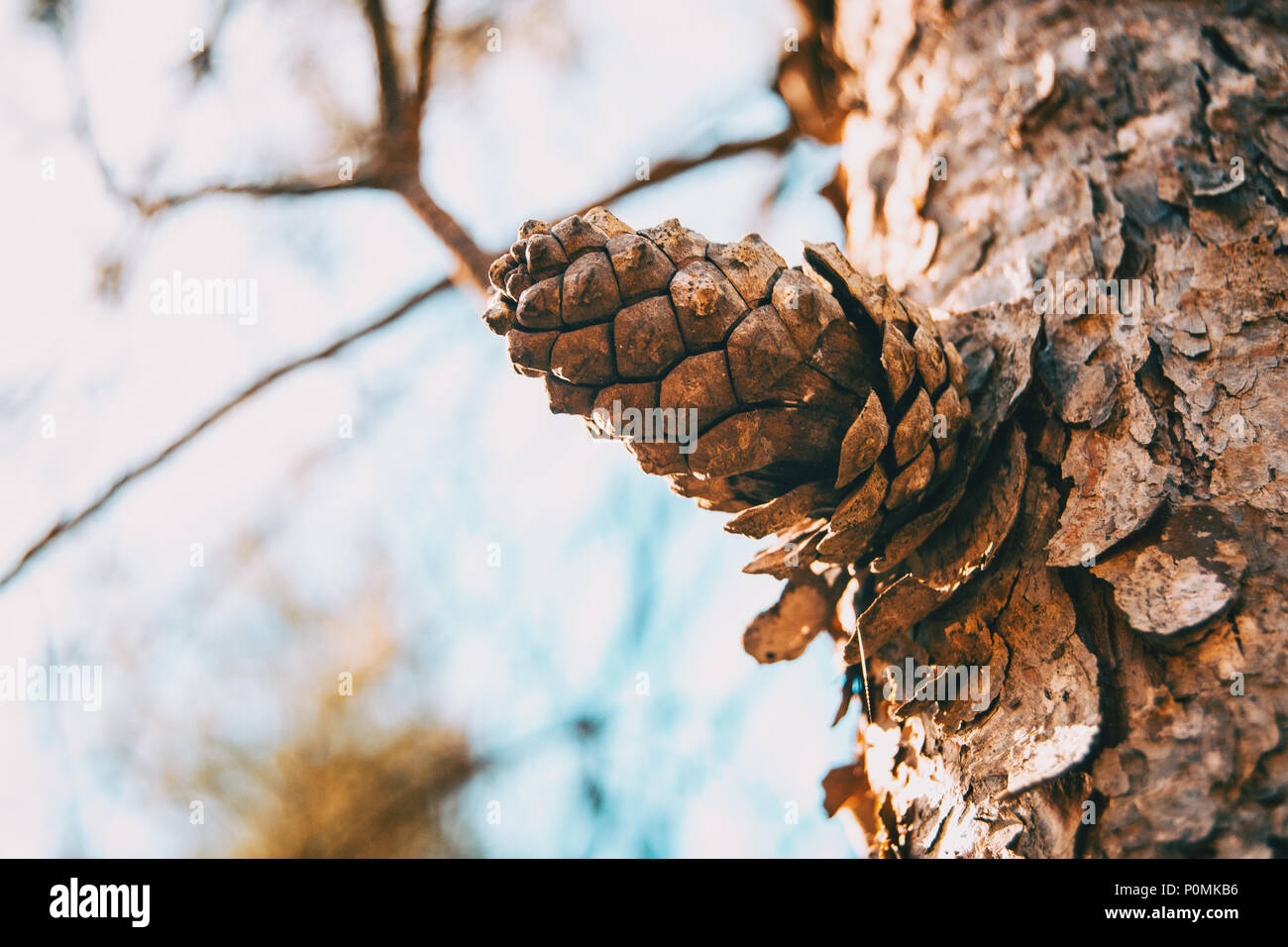 Pineal gland hi-res stock photography and images - Alamy