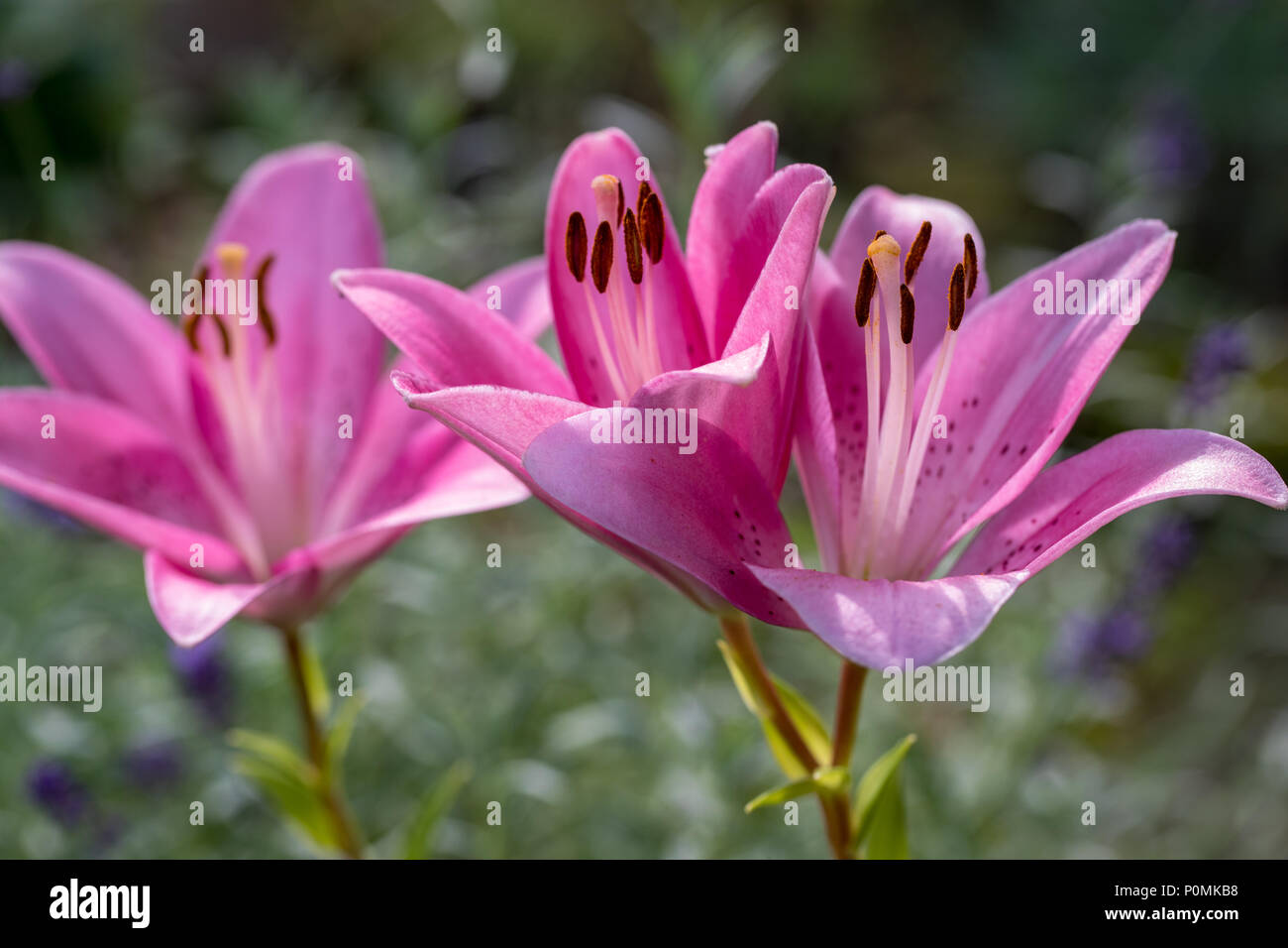 Close-up of pink liles flowers. Common names for species in this genus ...