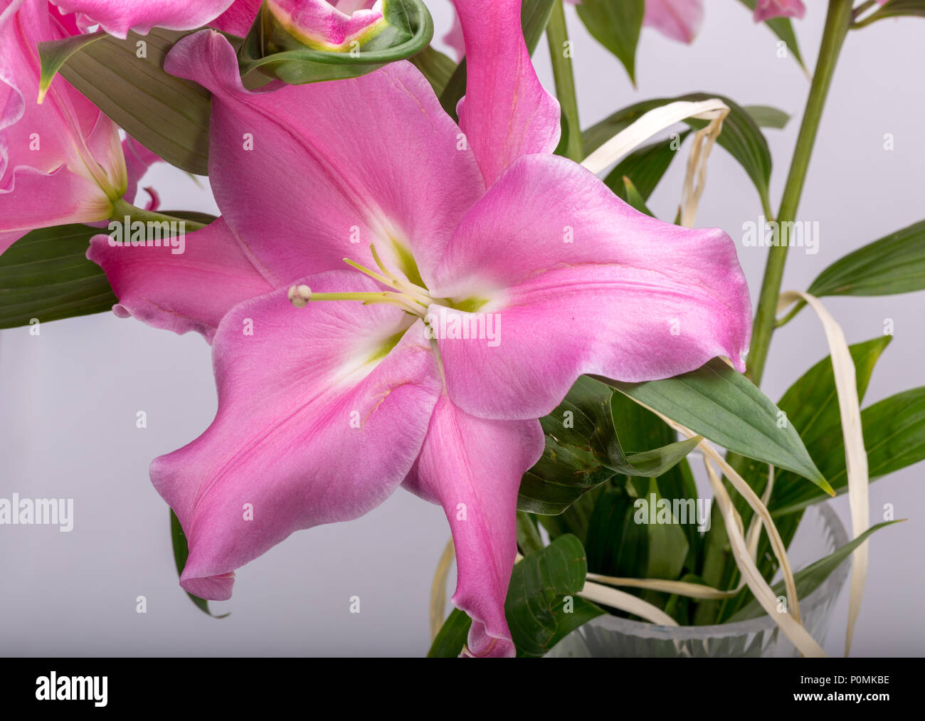 Close-up of pink liles flowers. Common names for species in this genus ...
