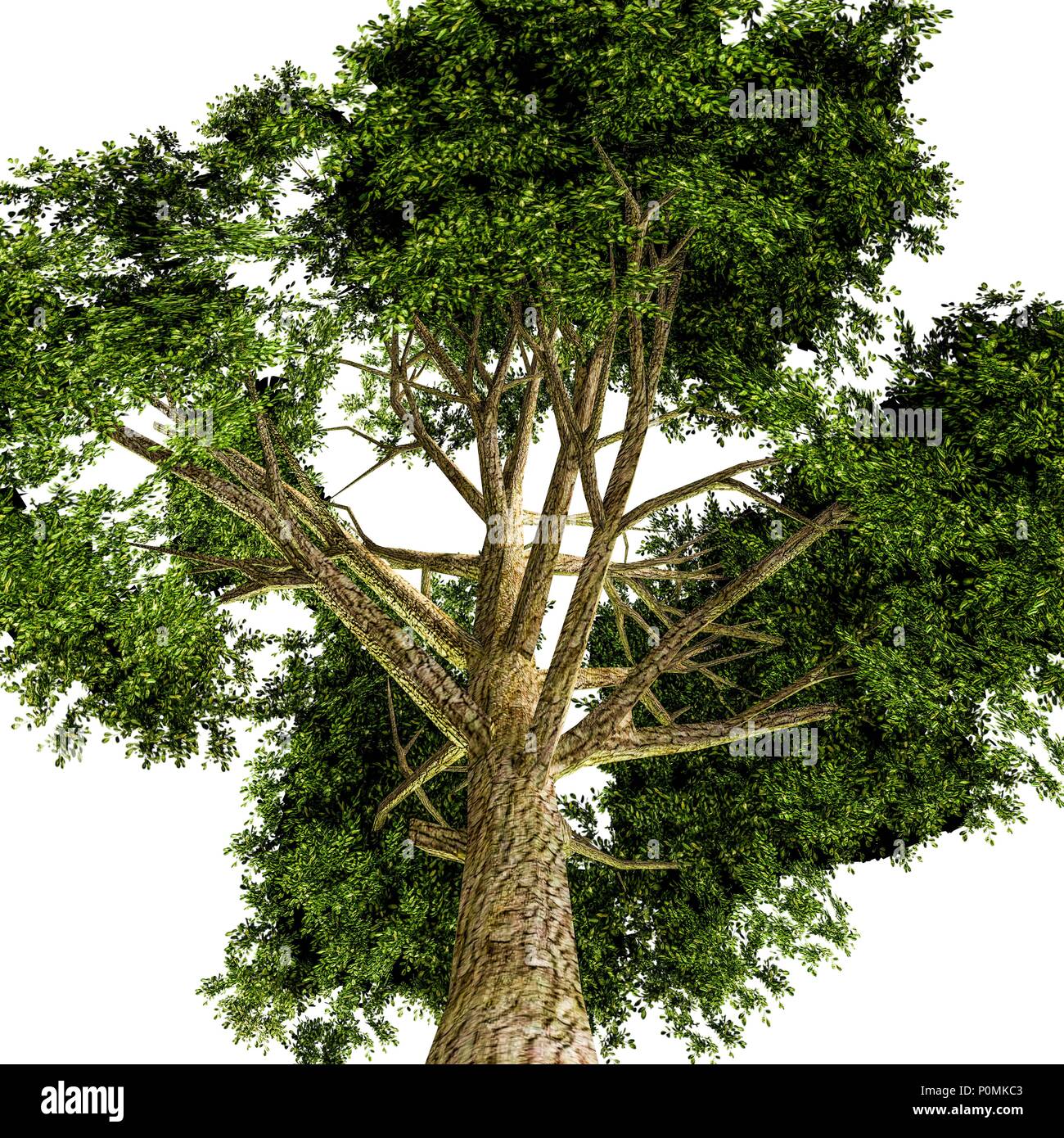 tree isolated on white background 3d illustration Stock Photo - Alamy