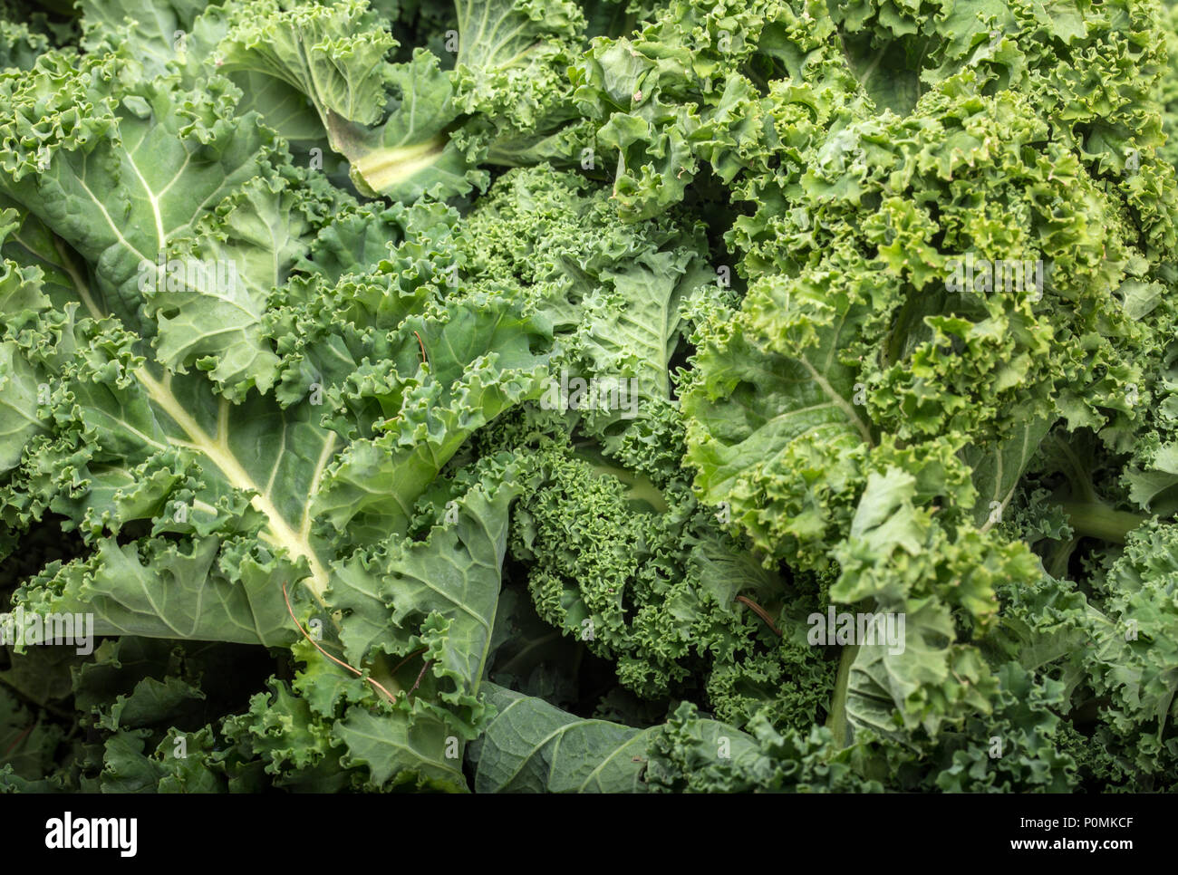 A healthy fresh curly kale Stock Photo - Alamy