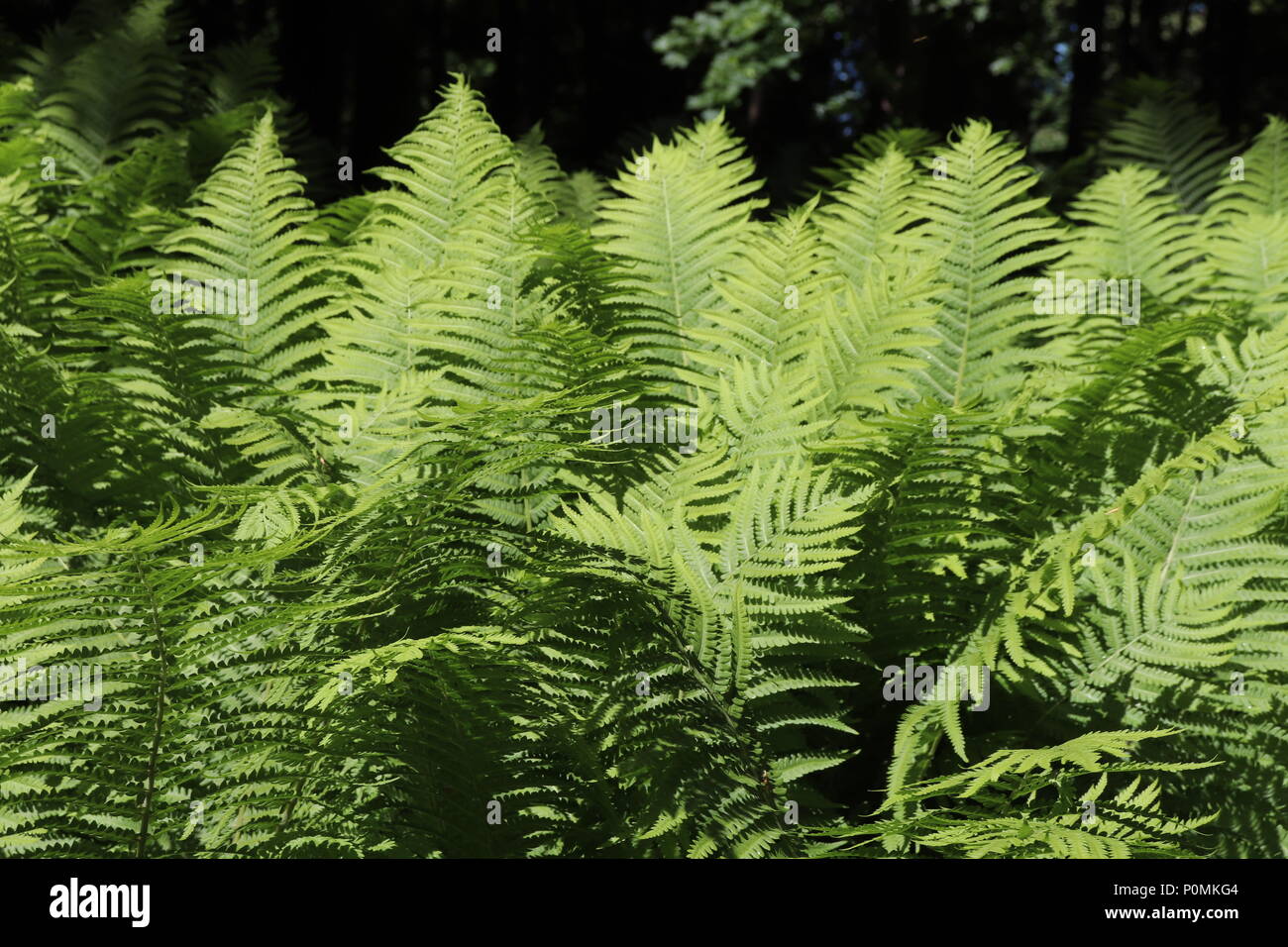 Fern leaf coils hi-res stock photography and images - Alamy