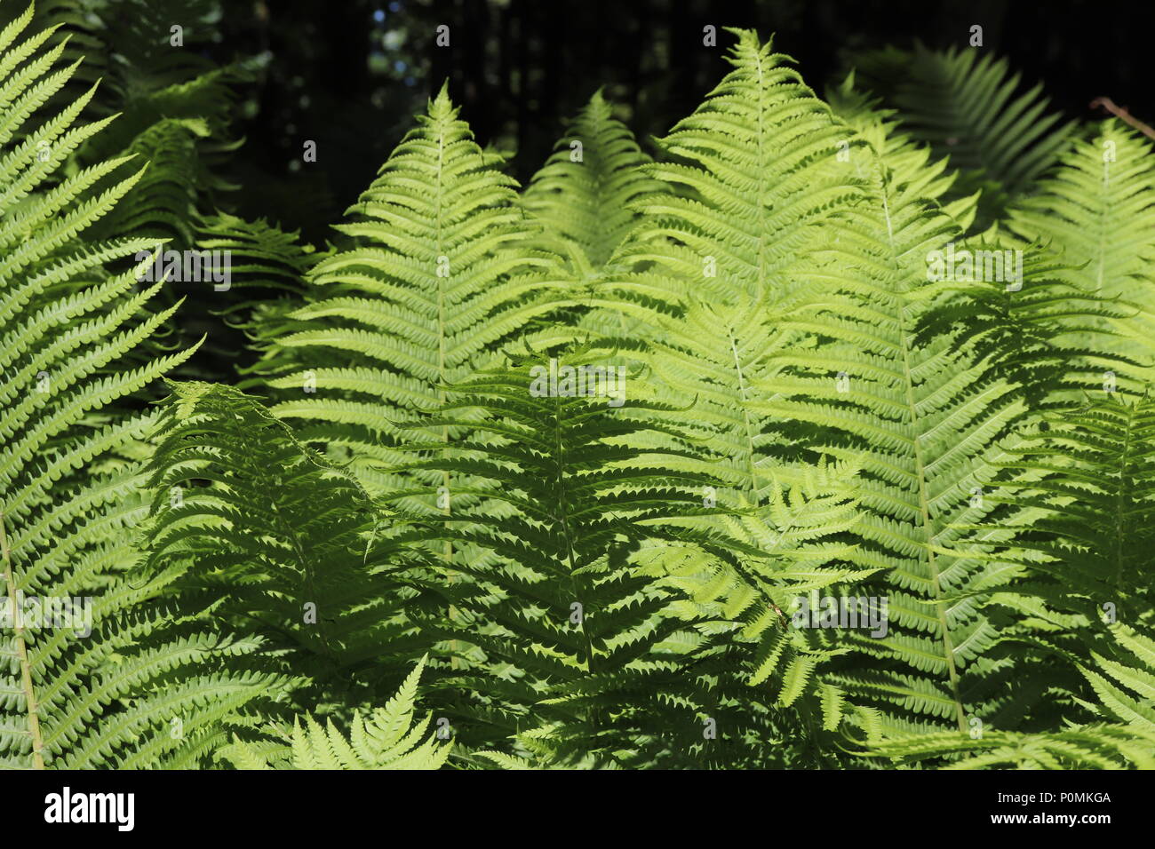 Fern leaf coils hi-res stock photography and images - Alamy