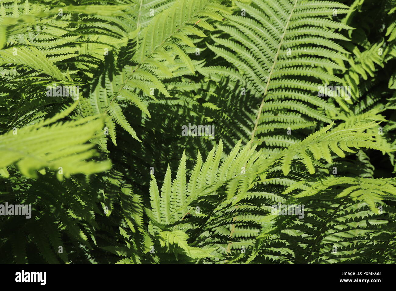 Fern leaf coils hi-res stock photography and images - Alamy