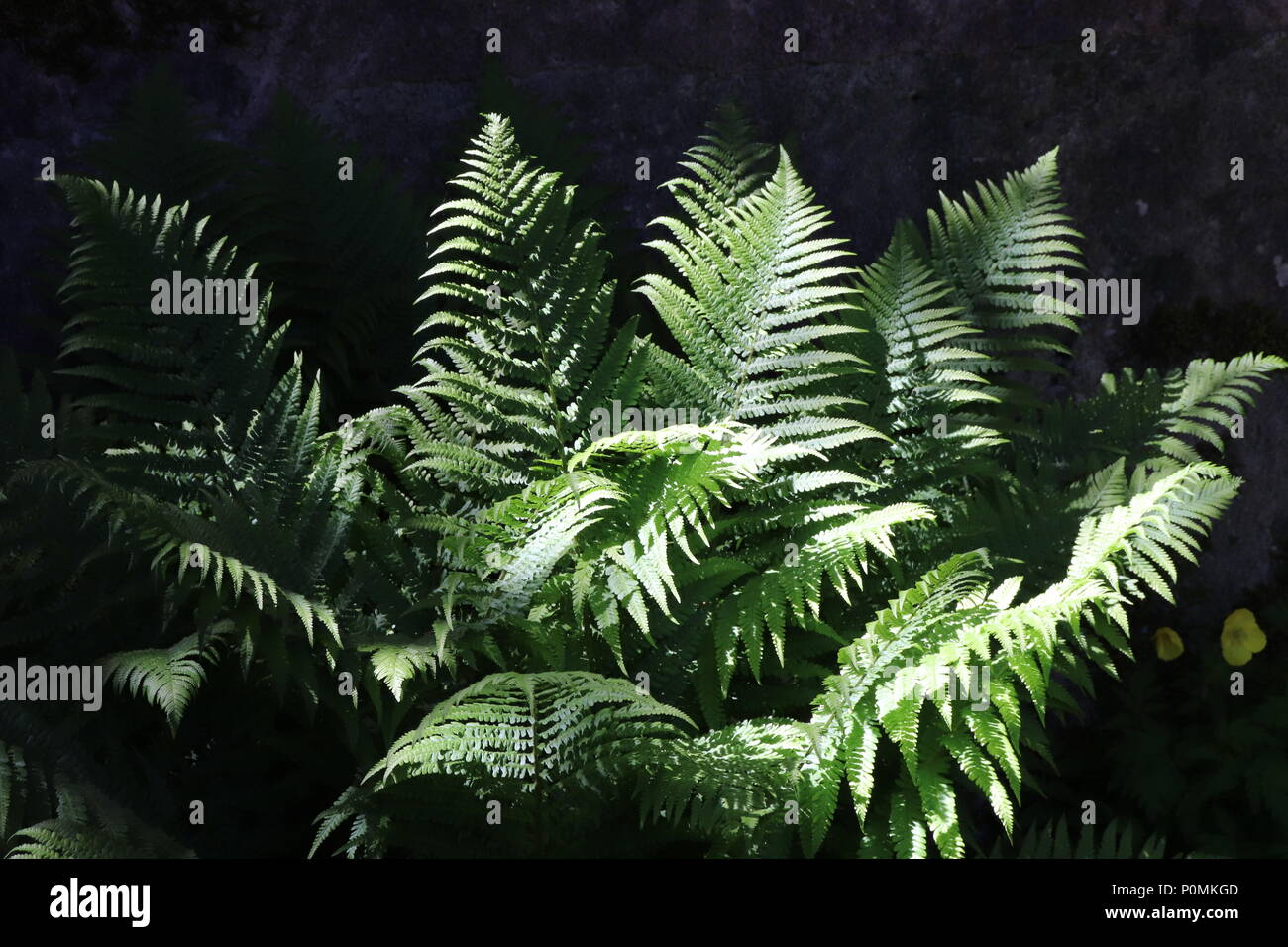 Fern leaf coils hi-res stock photography and images - Alamy