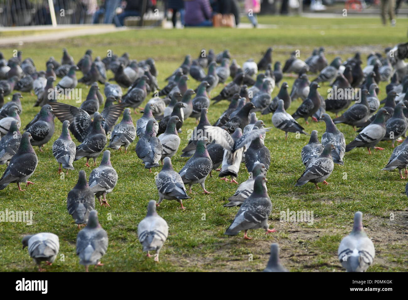 Urban pests hi-res stock photography and images - Alamy