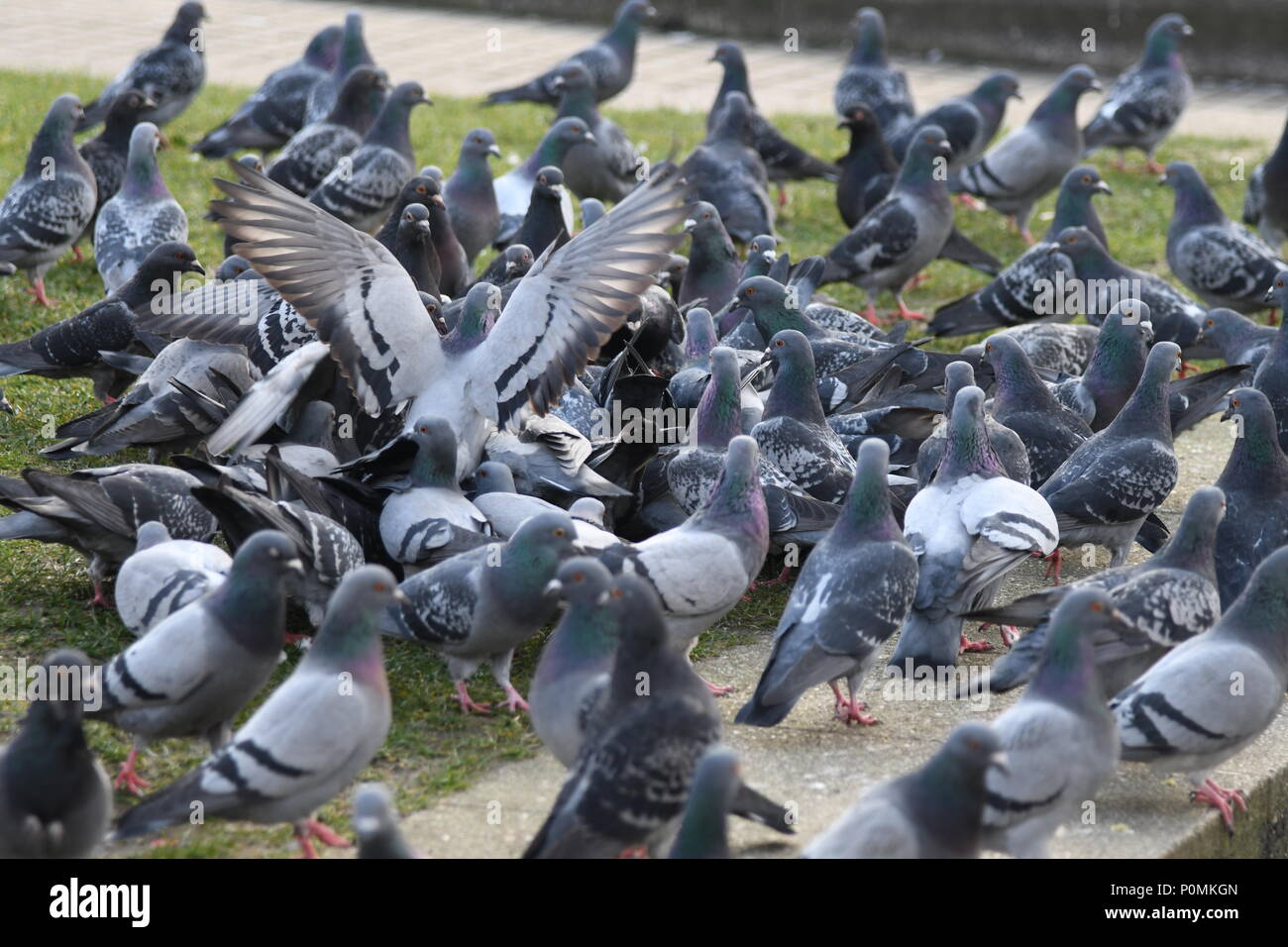 Flying pigeons in city centre hi-res stock photography and images - Alamy