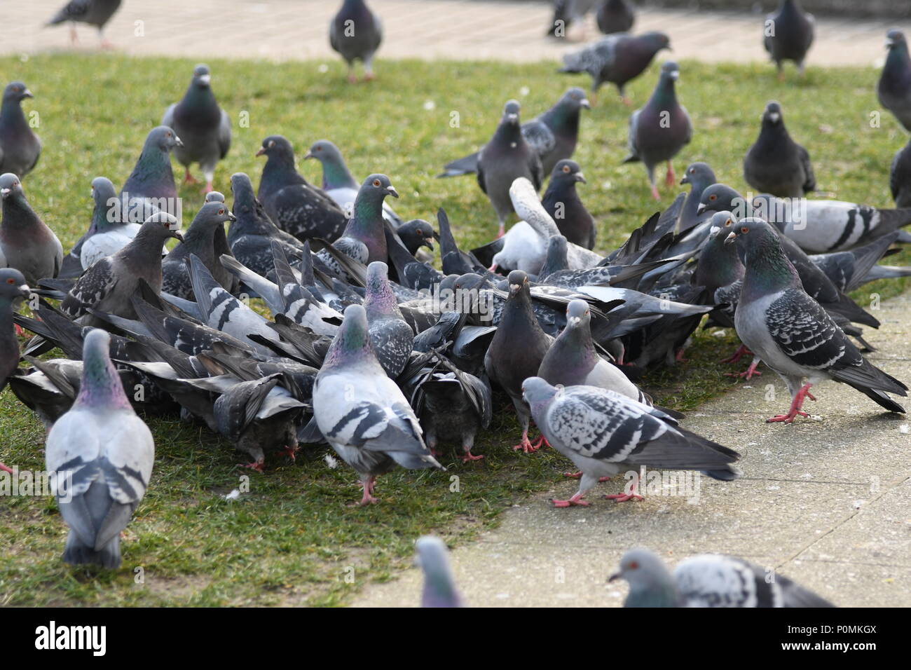 Urban pests hi-res stock photography and images - Alamy