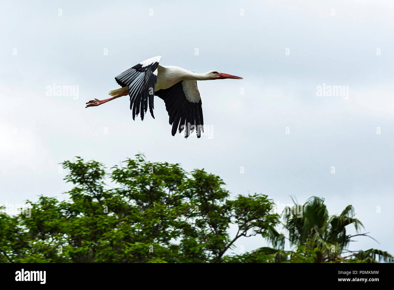 Wildlife. White stork in flight, a large marsh bird of the stork family ...