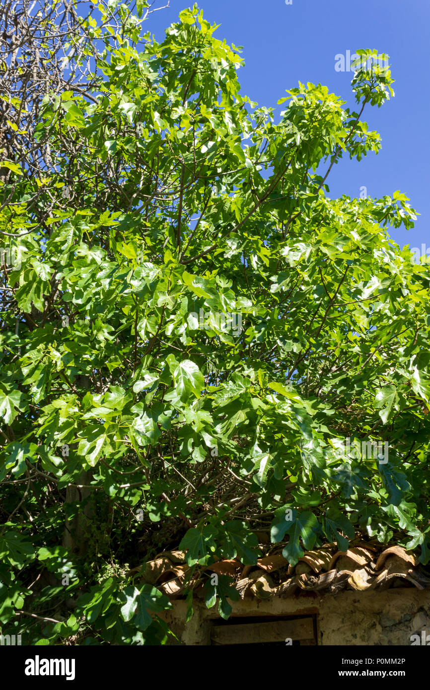 Ficus carica, Common fig tree coming into fruit, Almanzora Valley ...