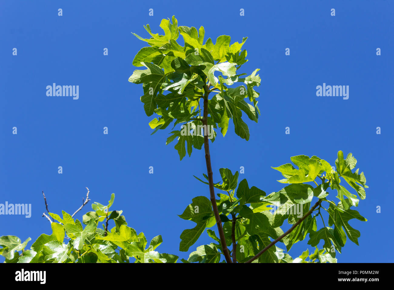 Ficus carica, Common fig tree coming into fruit, Almanzora Valley ...