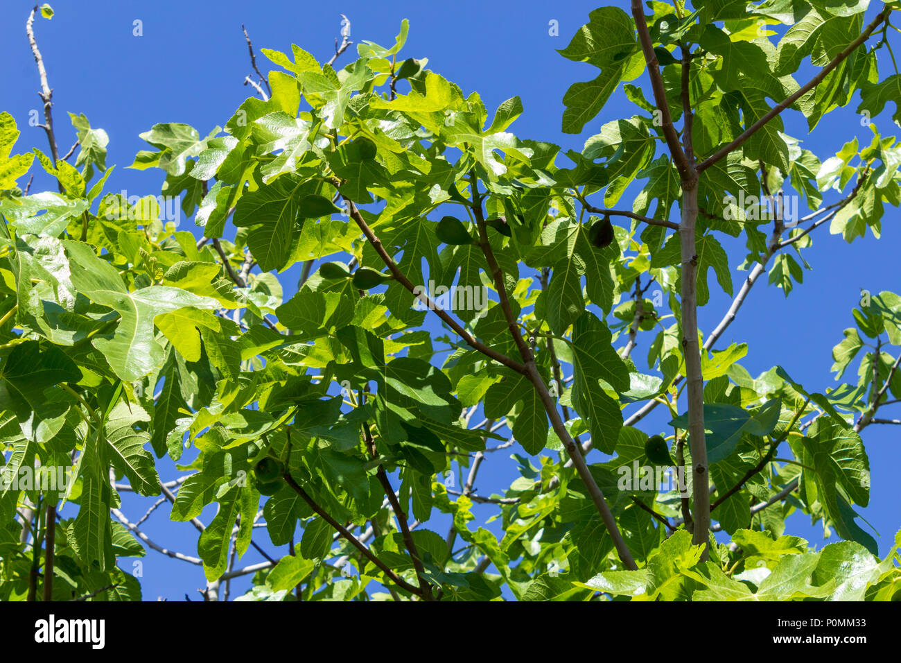 Ficus carica, Common fig tree coming into fruit, Almanzora Valley ...