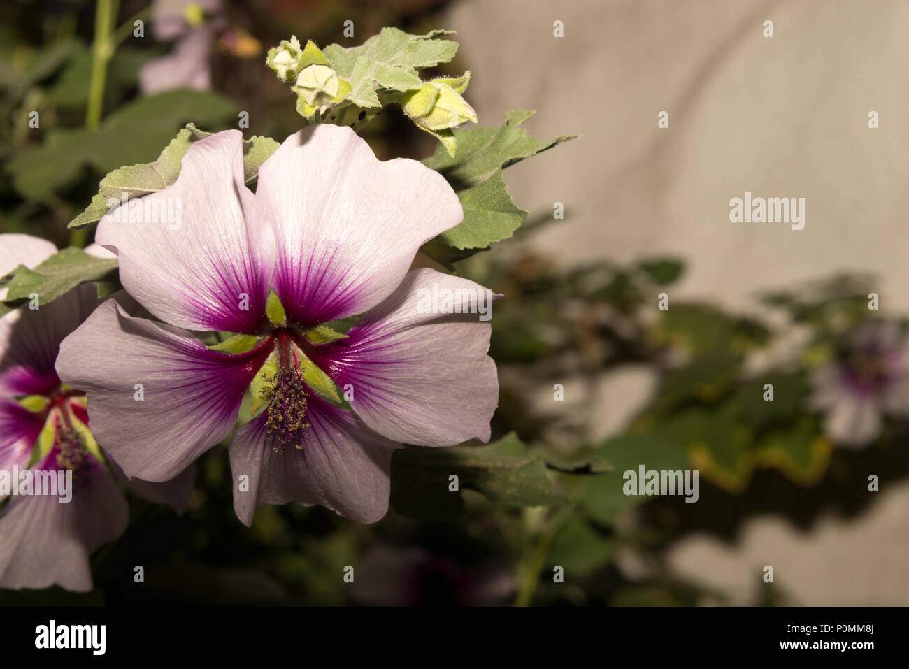 Tree Mallow (Lavatera maritima Stock Photo - Alamy
