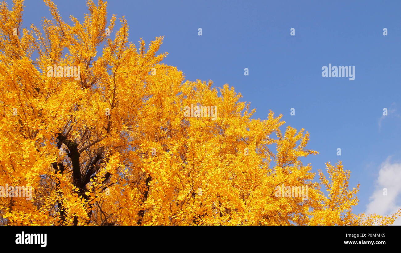 Honganji hi-res stock photography and images - Alamy