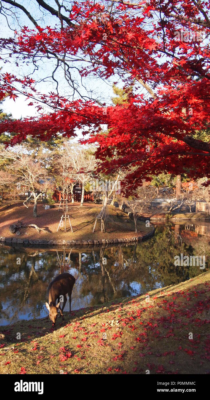 Deer surrounded by trees hi-res stock photography and images - Alamy