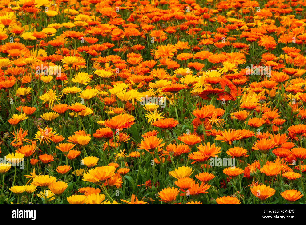 fiel of beautifull yellow and orange flowers in a garden Stock Photo ...