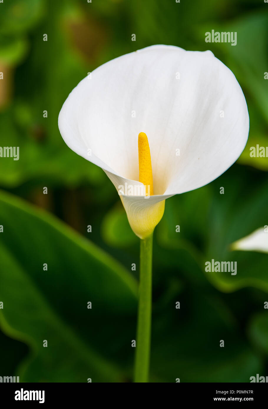 beautiful white flower in a garden Stock Photo - Alamy